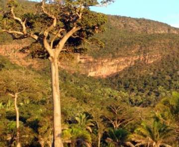 Proteção ao Manduvi é objeto de projeto de lei