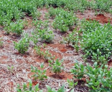 Monitoramento é importante para conter o percevejo castanho da raiz ...