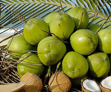 Em PE, boa fase do coco anima os produtores do Vale do São Francisco