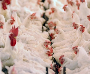 Frango vivo: SP completa 150 dias com a mesma cotação