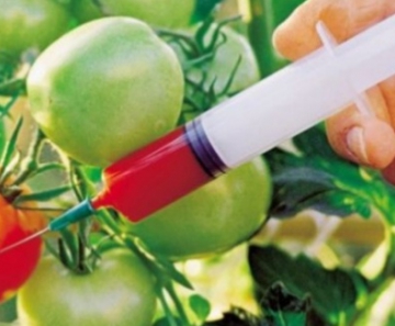 Transgênicos beneficiam mais países em desenvolvimento