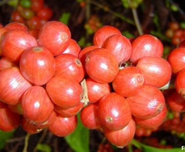 Café especial: produtores de conilon e robusta podem se associar à BSCA