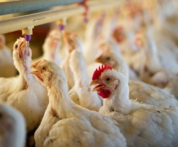 Desempenho do frango vivo em outubro e em 2018