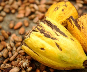 País deve ampliar produção de cacau em 50% em cinco anos