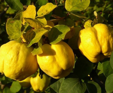 Agricultores e pesquisadores do sul de MG retomam o cultivo do marmelo