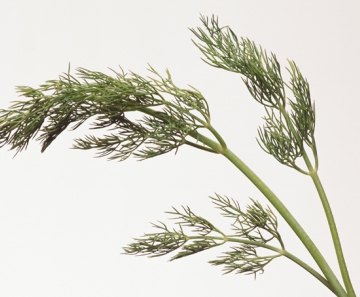 Dill (endro): como usar esse tempero em nome da saúde