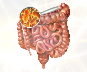 Pesquisadores brasileiros identificam bactérias que facilitam ...