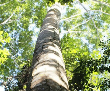 Reflorestamento na Amazônia com Paricá é mais rentável que regeneração ...