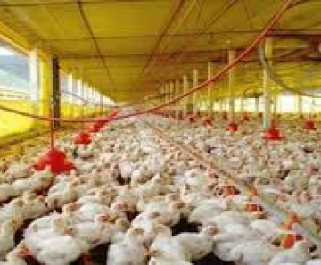 Exportações de frango halal para muçulmanos na Índia e China beneficiam ...